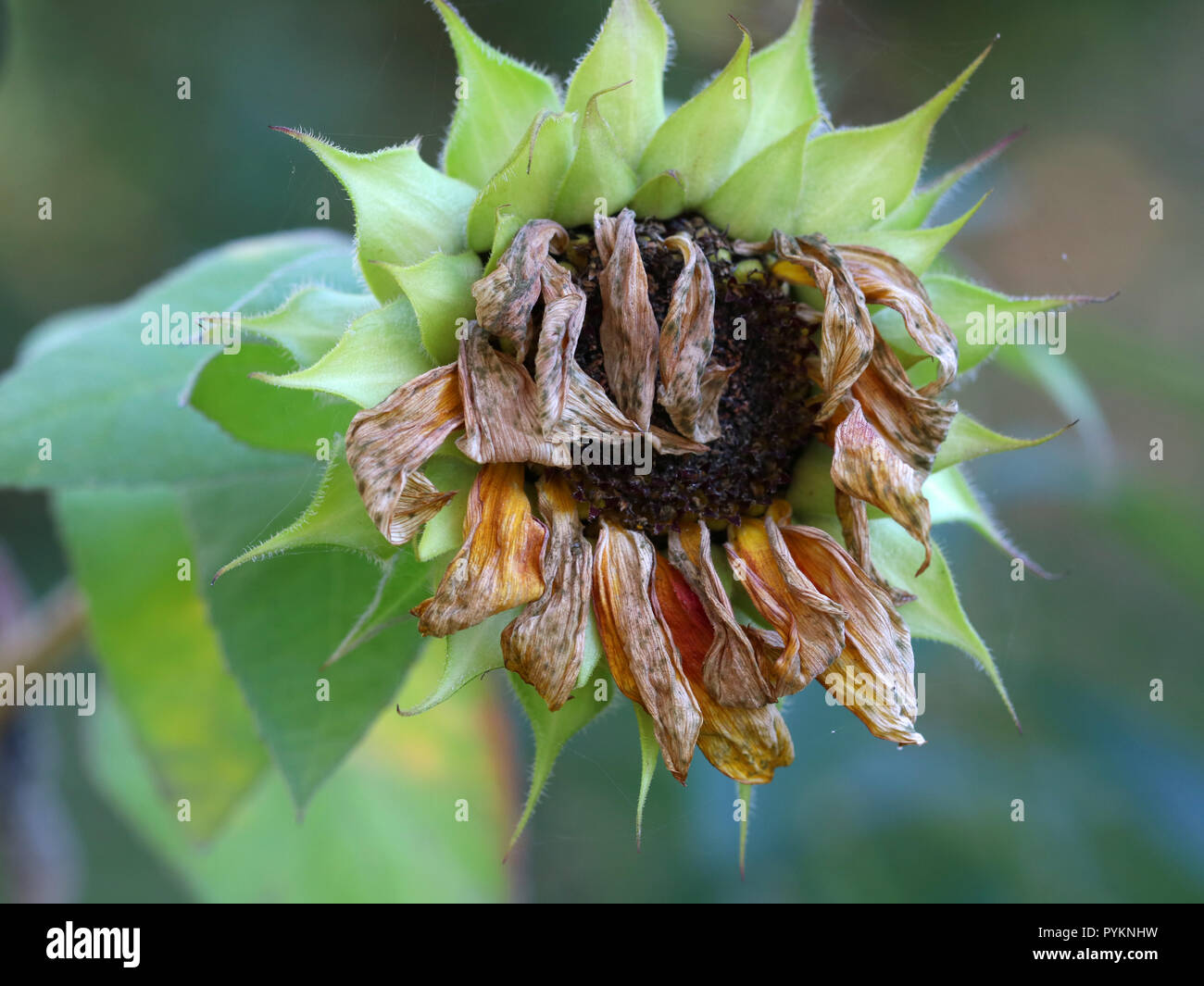 Faded sunflower hi-res stock photography and images - Alamy