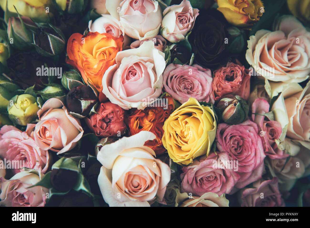 Pink, white and yellow roses background Stock Photo - Alamy