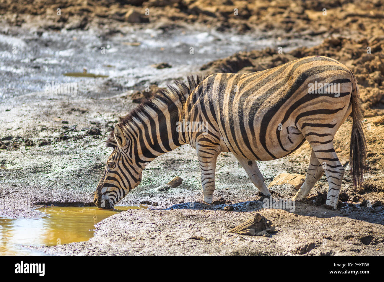 Side view of African Zebra drinking the water on a pond. Game drive ...