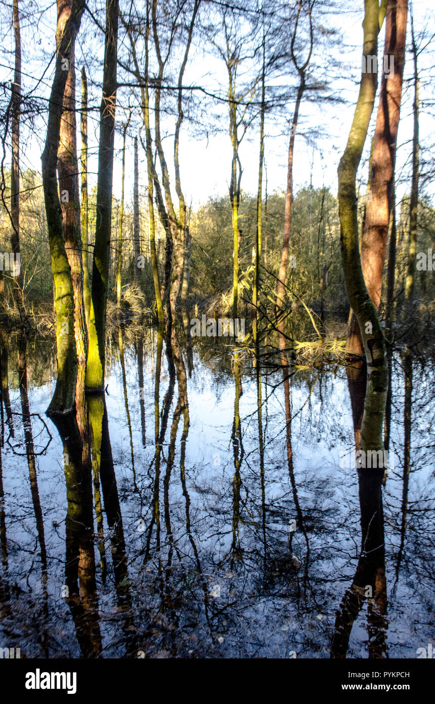 Cheshire Delamere Forest High Resolution Stock Photography and Images ...