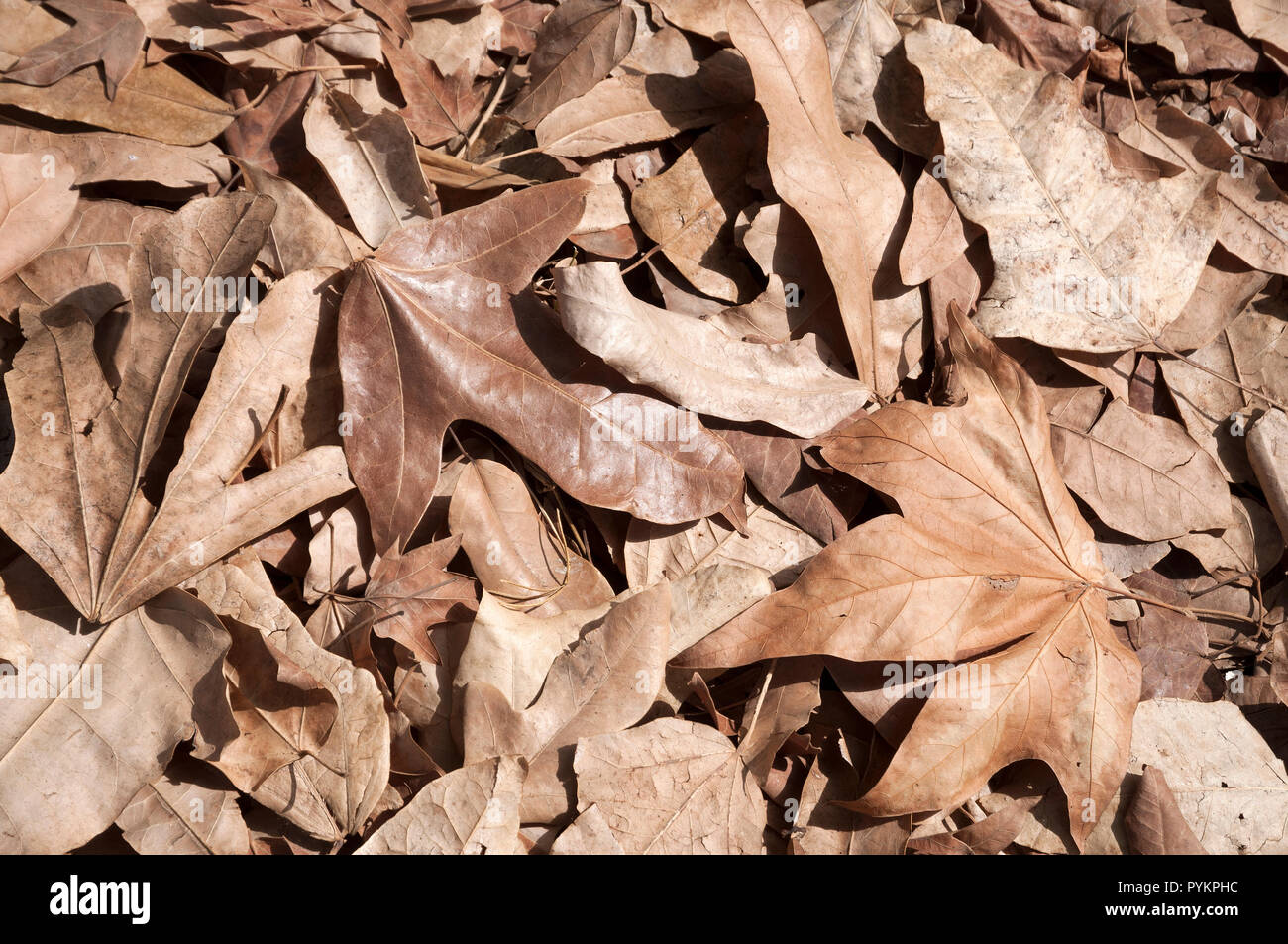 Dried leaves texture Stock Photo - Alamy