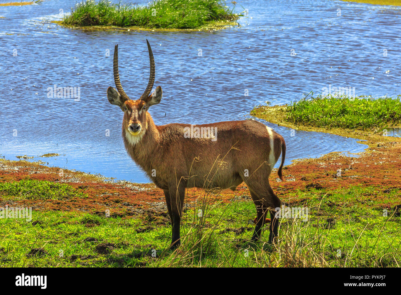 Adult male Waterbuck, Kobus ellipsiprymnus, a large, robust antelope ...