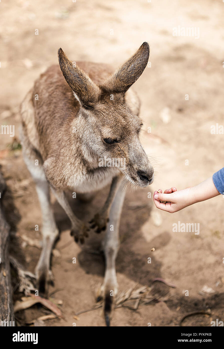 A kangaroo court hi-res stock photography and images - Alamy