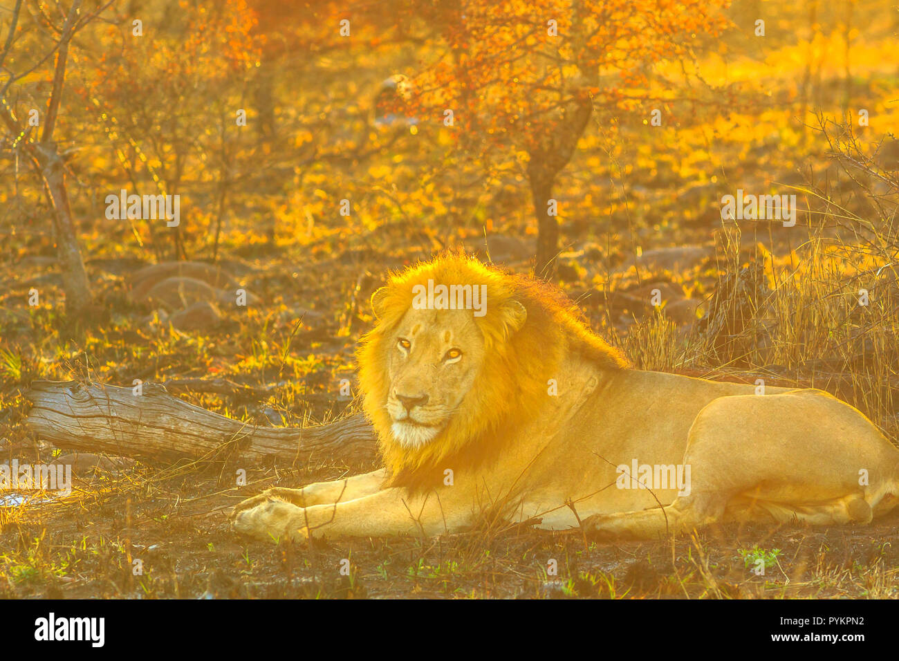 Adult male Lion resting in savannah at sunrise light in Kruger National ...