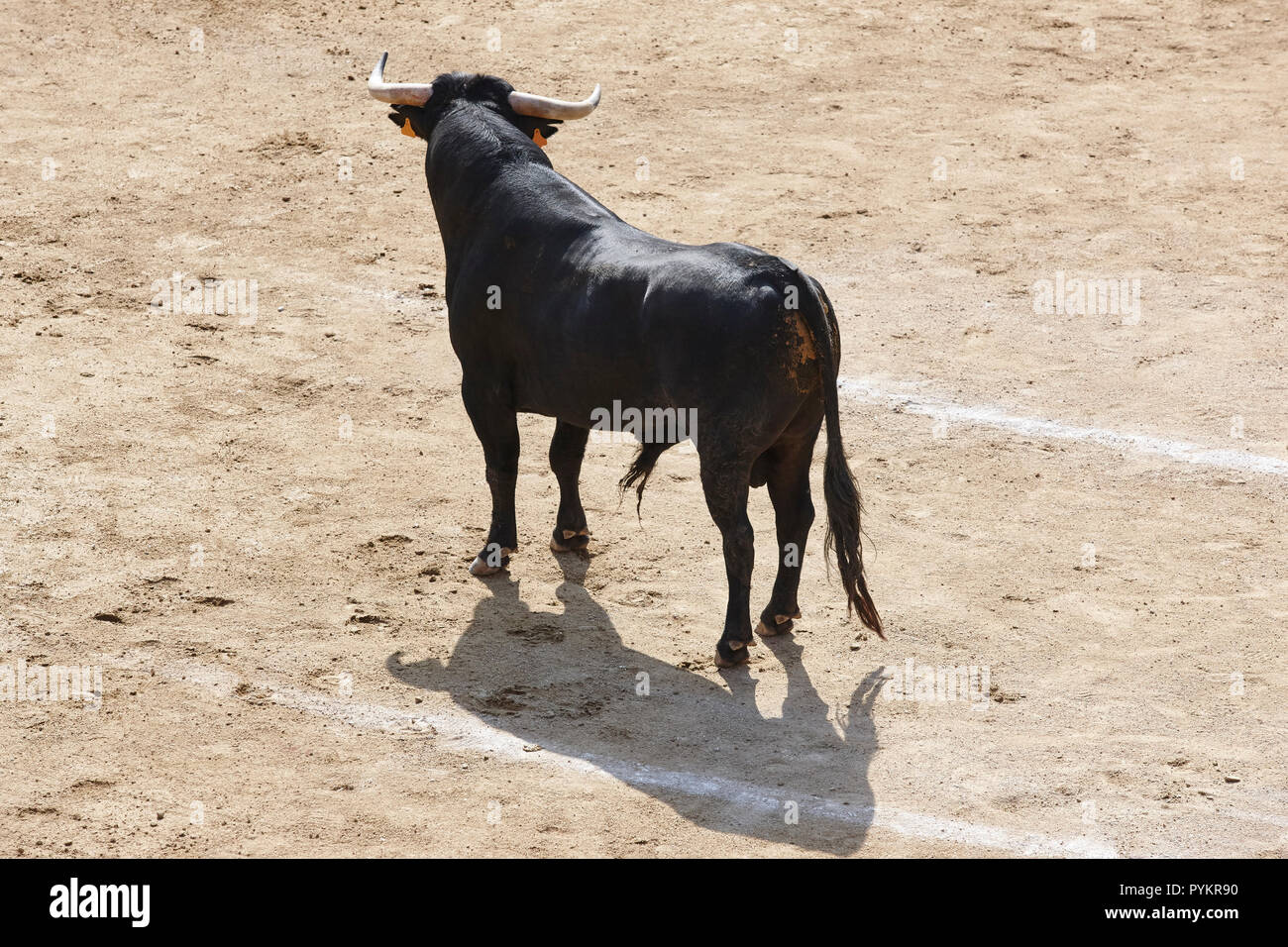 Fighting bull in the arena. Bullring. Toro bravo. Spain. Horizontal ...