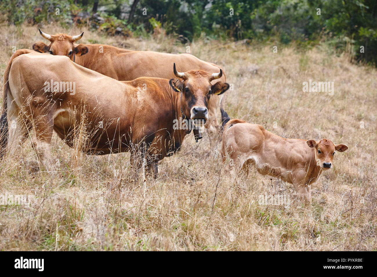 Cow and bull in the countryside. Cattle, livestock. Mammal Stock Photo ...