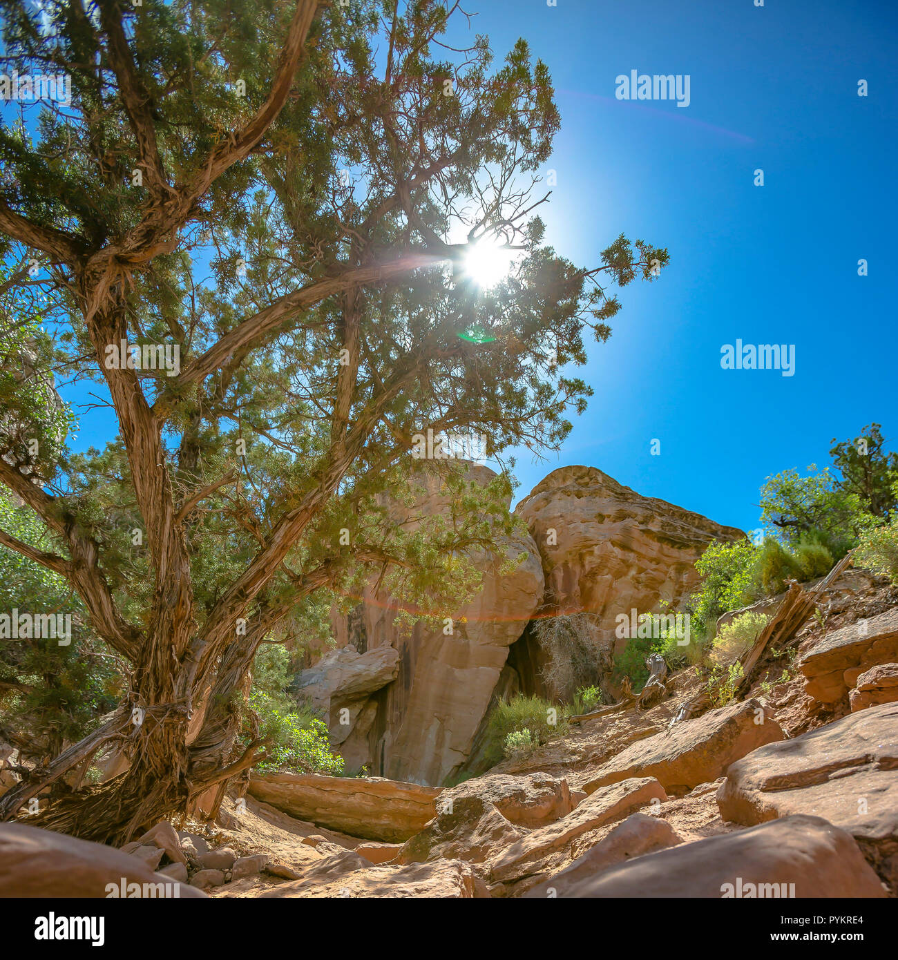 Sun peeking through leaves in Moab Utah Stock Photo - Alamy