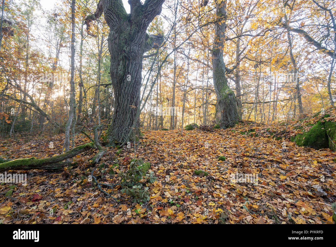 Autumn in forest Stock Photo - Alamy
