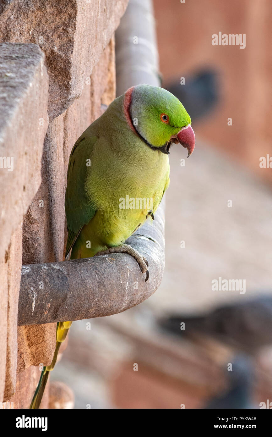 Indian ringneck parrot hi-res stock photography and images - Alamy
