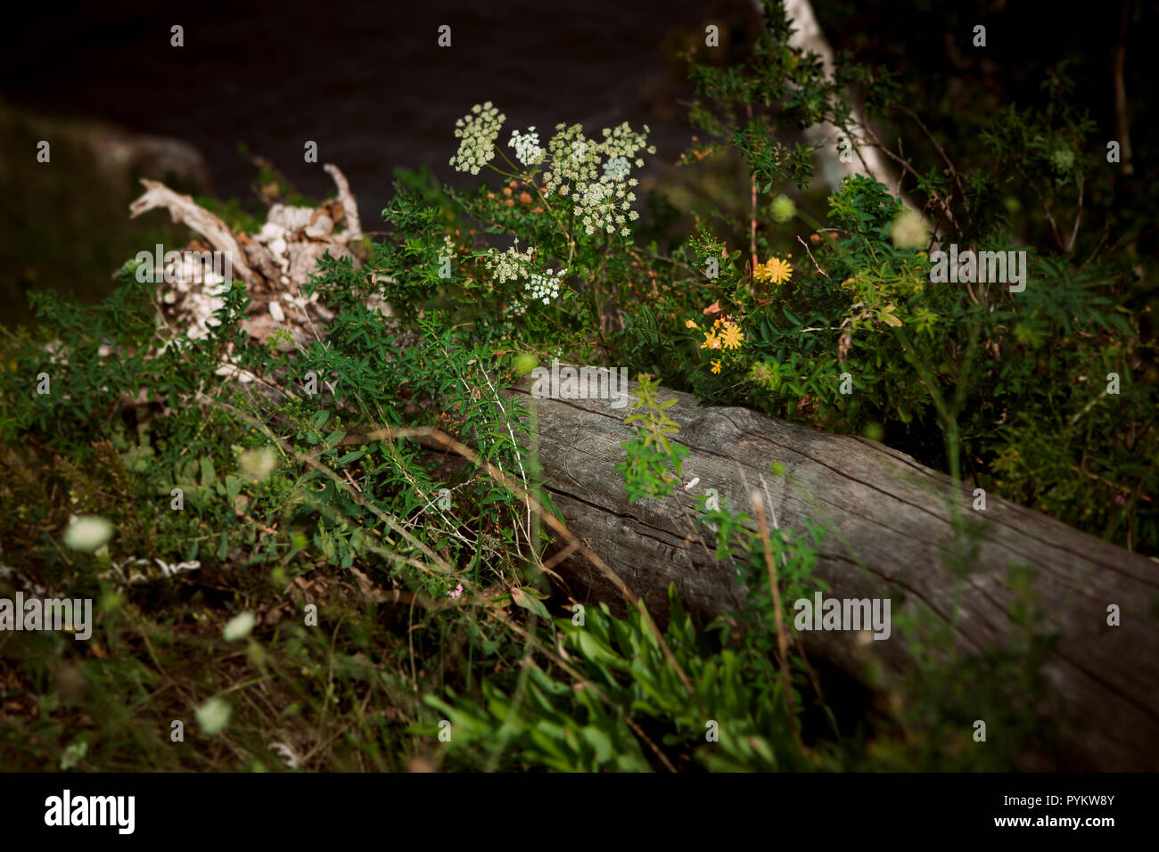 landscape bushes of grass against the sky Stock Photo - Alamy