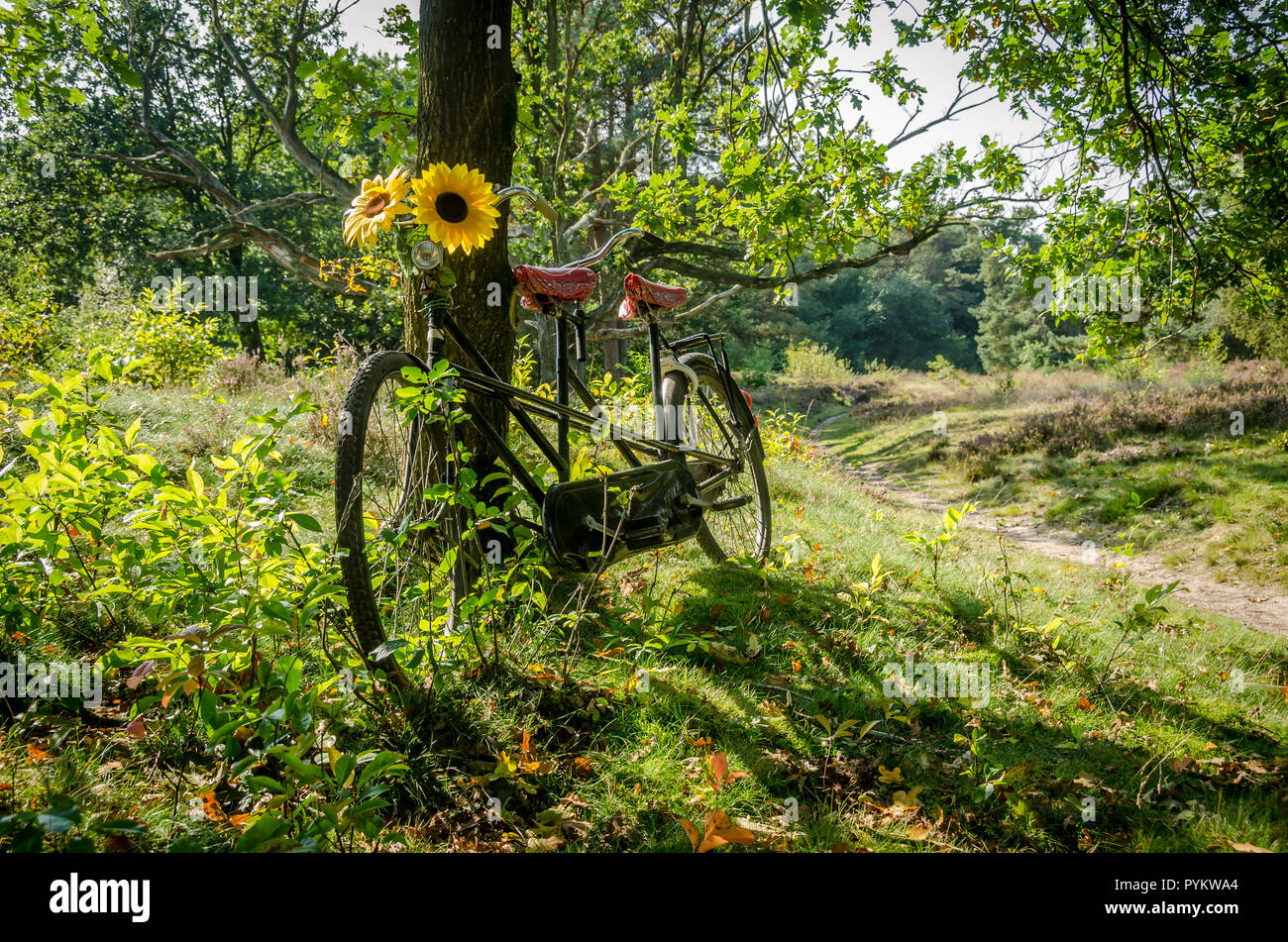 Happy tandem standing against a tree in the forrest Stock Photo - Alamy