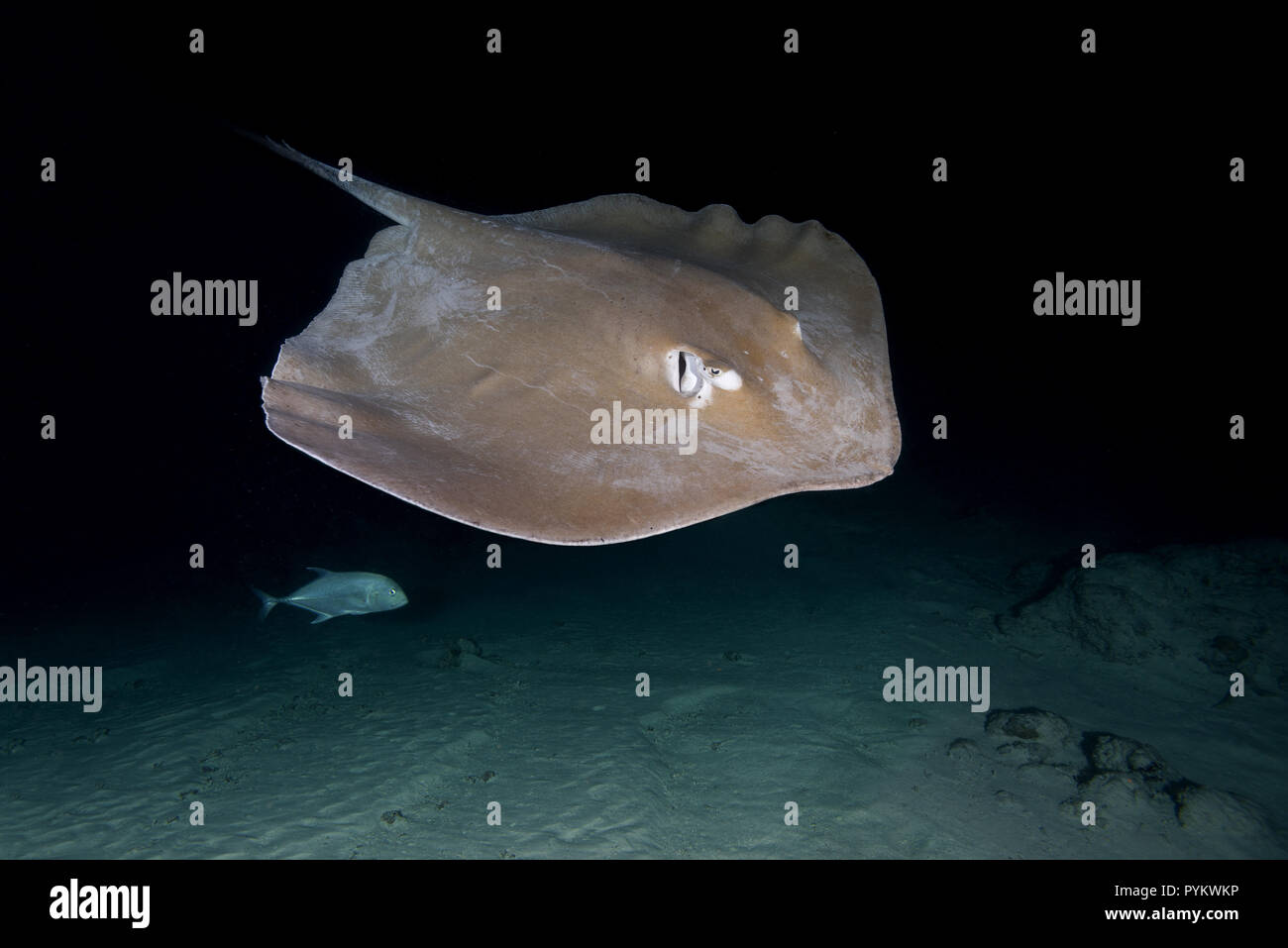 Pink whipray himantura fai hi-res stock photography and images - Alamy