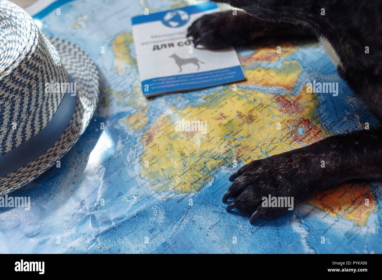 French bulldog is thinking of Far-off Destinations Stock Photo - Alamy