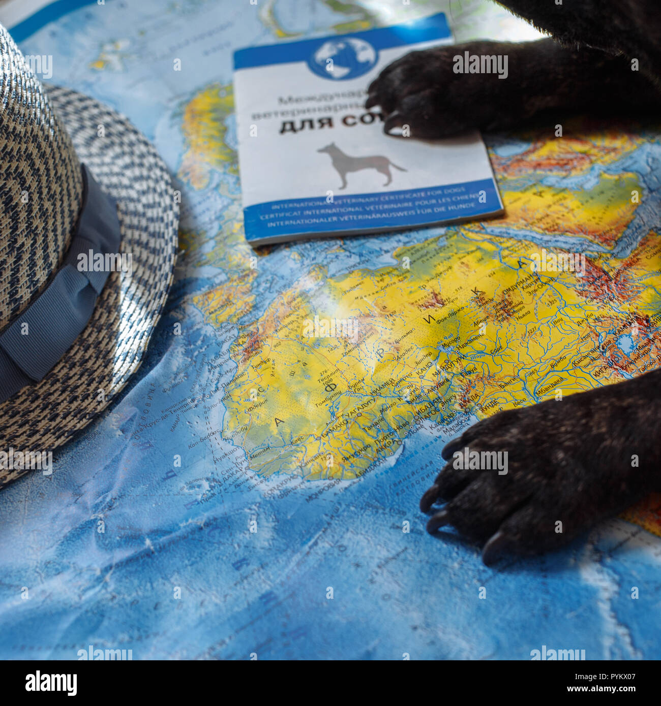 French bulldog is thinking of Far-off Destinations Stock Photo - Alamy