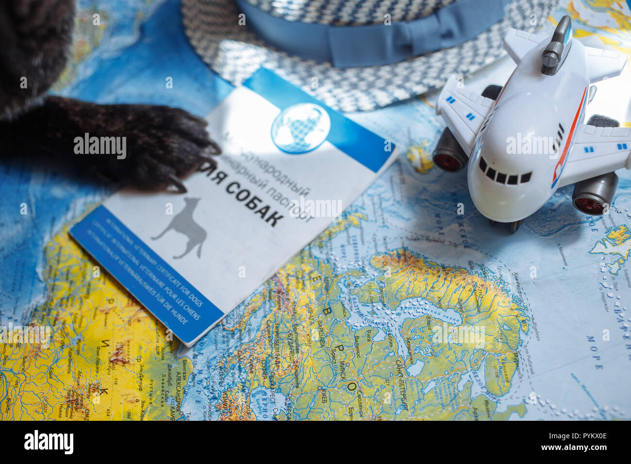 French bulldog is thinking of Far-off Destinations Stock Photo - Alamy