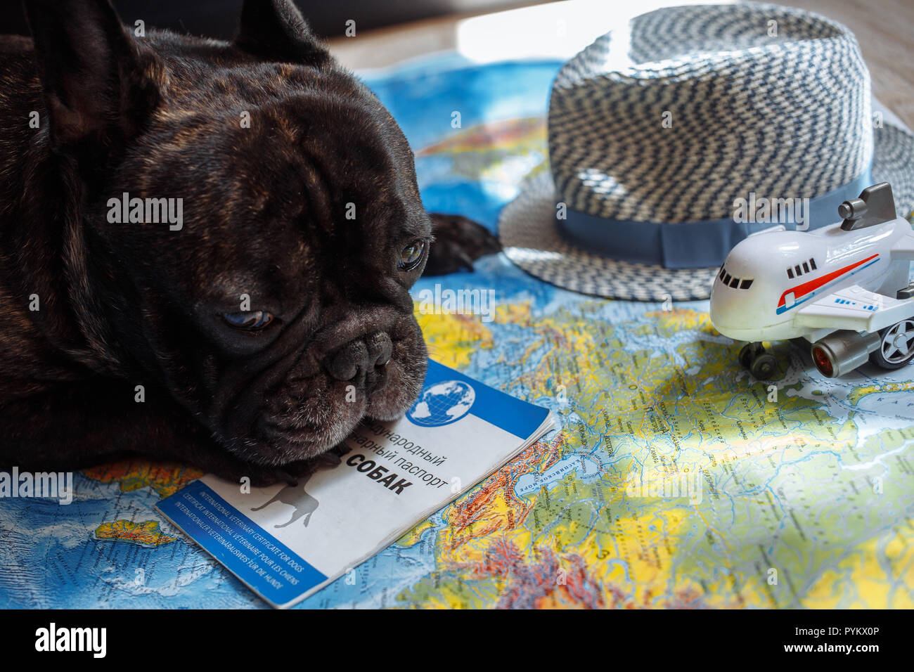 French bulldog is thinking of Far-off Destinations Stock Photo - Alamy