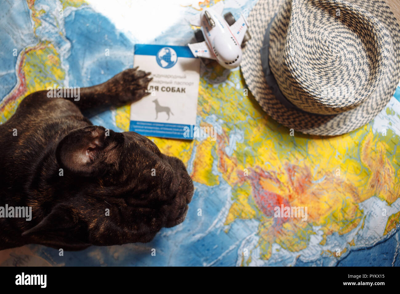 French bulldog is thinking of Far-off Destinations Stock Photo - Alamy