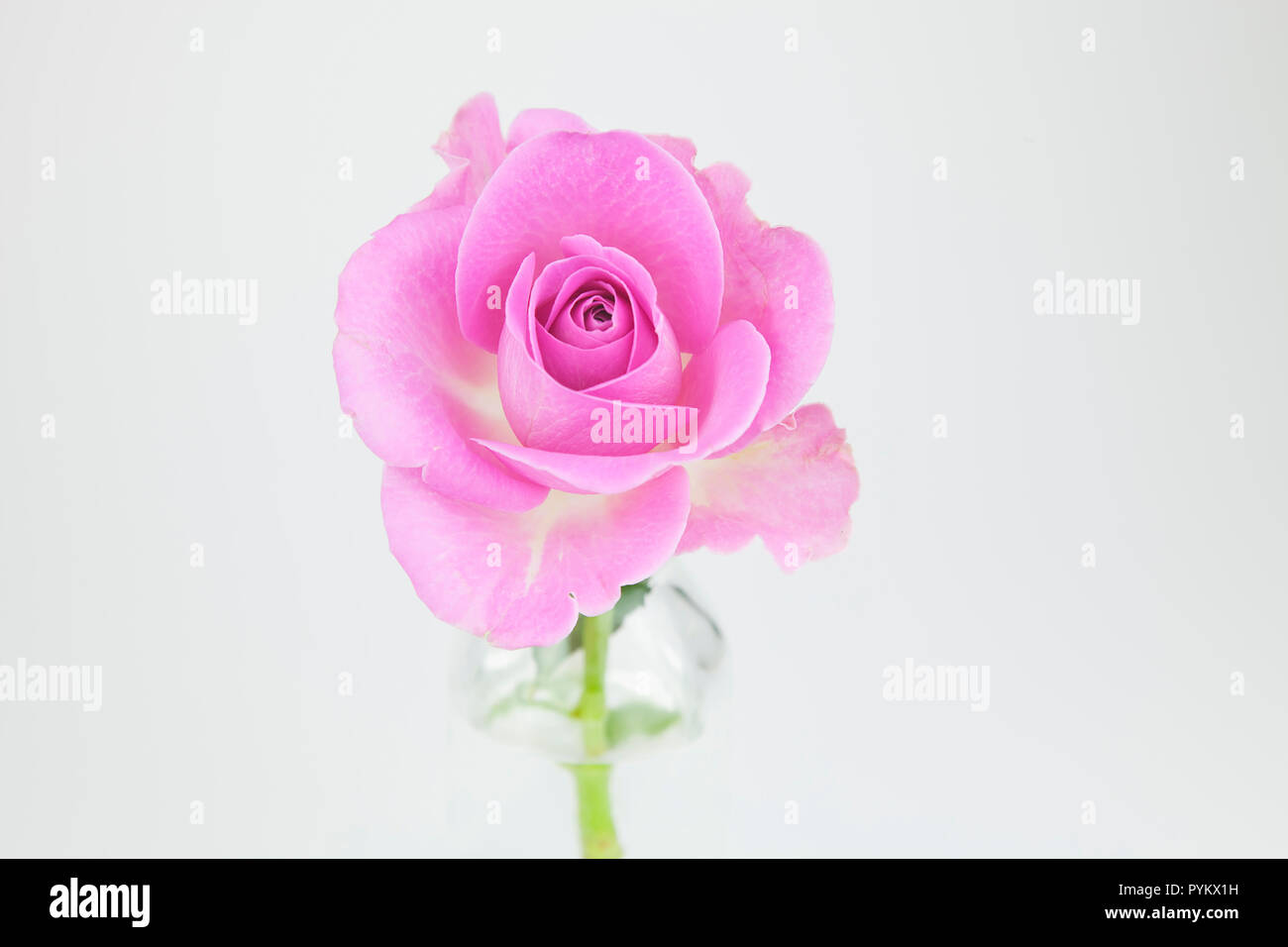 Cut pink rose hi-res stock photography and images - Alamy