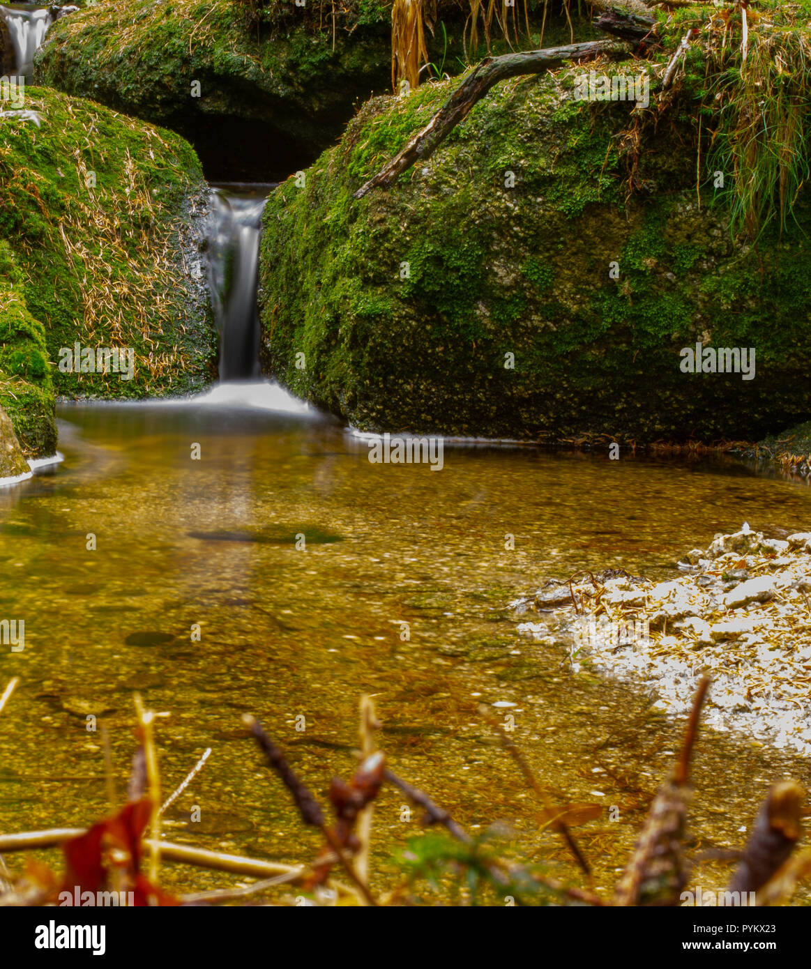 water in forest Stock Photo - Alamy
