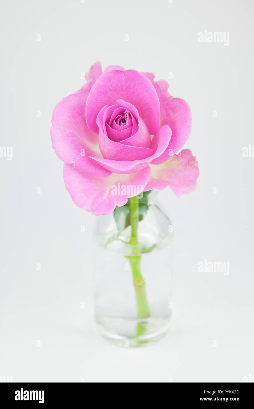 Studio shot of single cut pink rose in glass bottle Stock Photo - Alamy