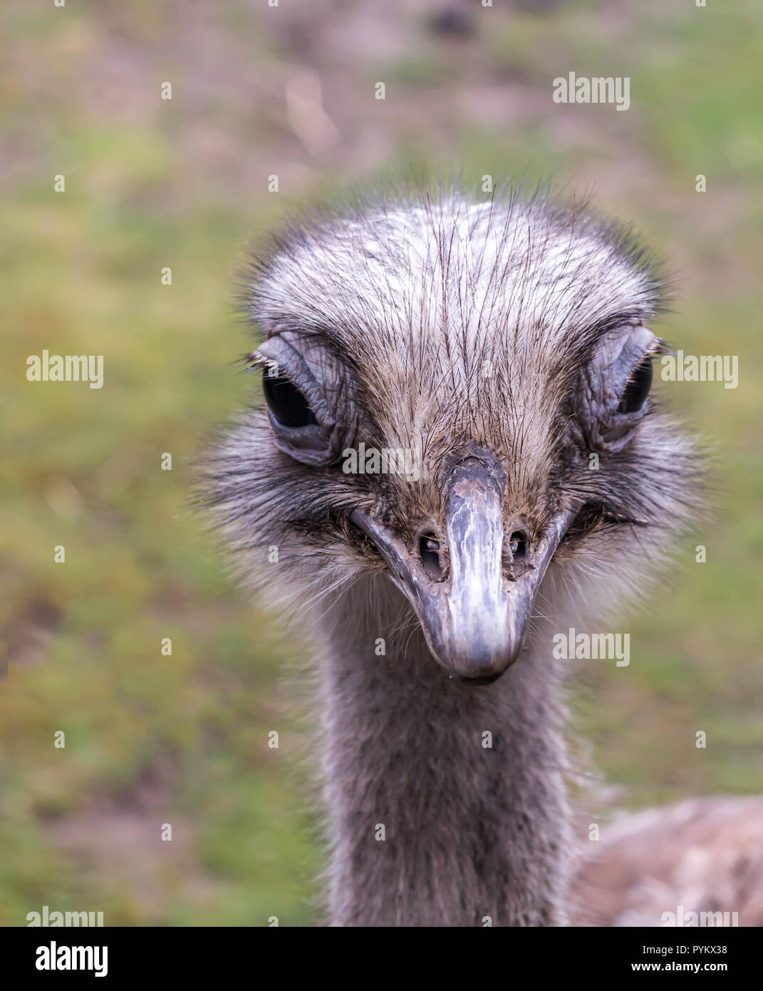 Closeup portrait of common ostrich (Struthio camelus), or simply ...
