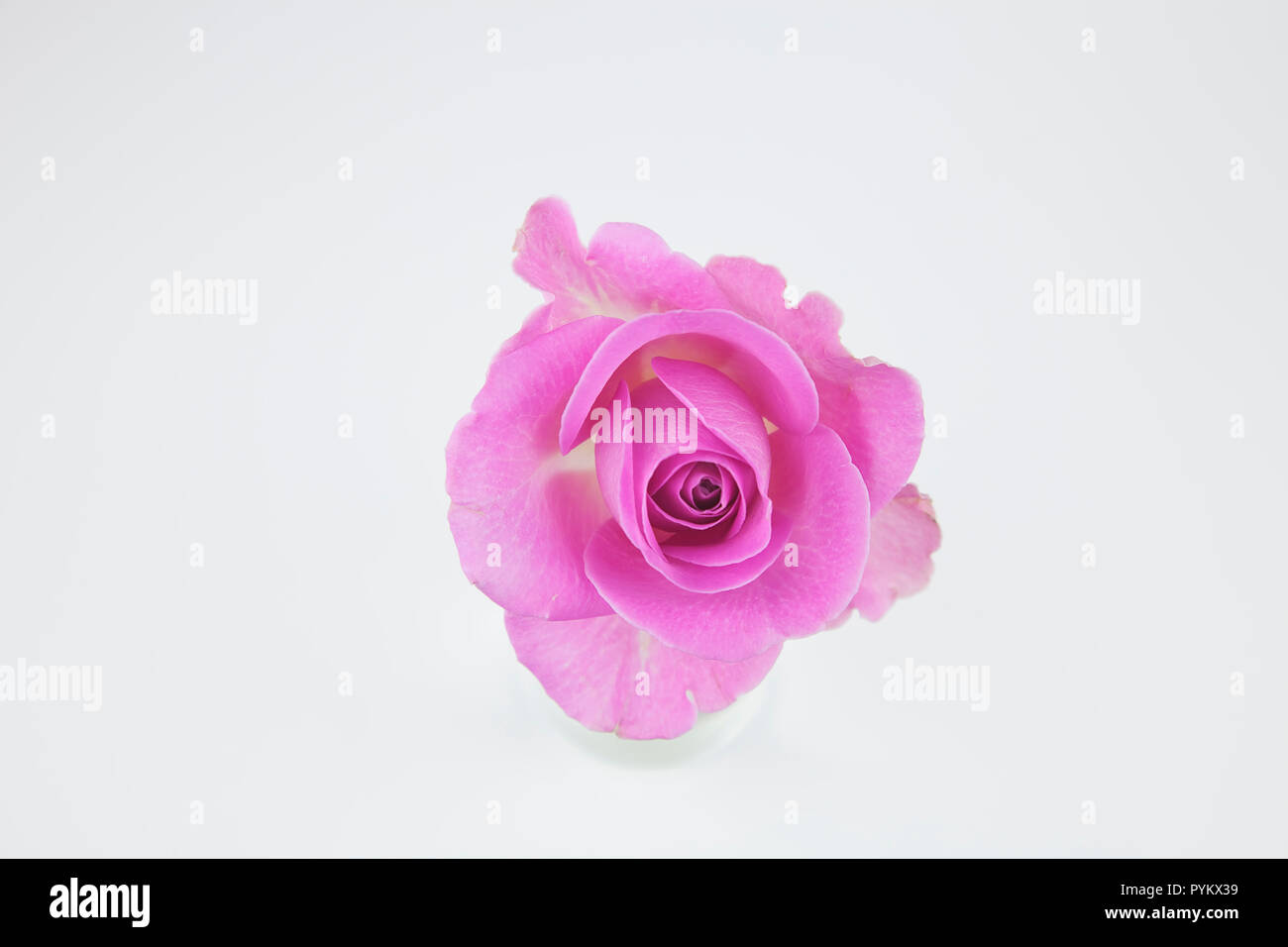 Cut pink rose hi-res stock photography and images - Alamy