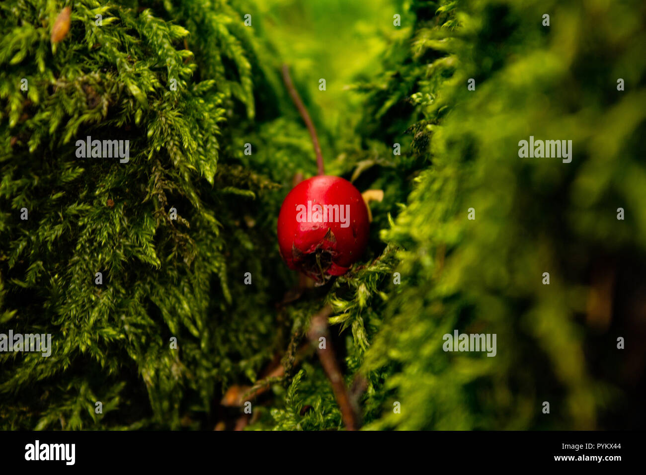 Beery forest hi-res stock photography and images - Alamy