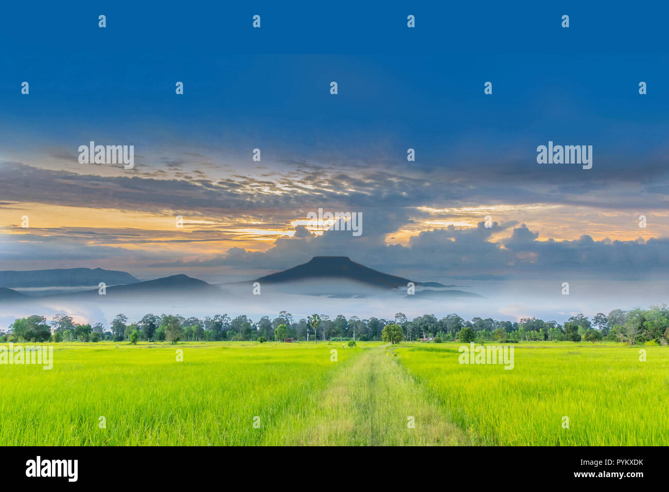 Rice field in fiji hi-res stock photography and images - Alamy