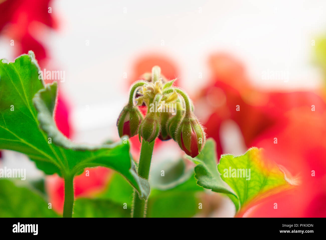 Red rose flower one opened second closed in bud with blurred country ...