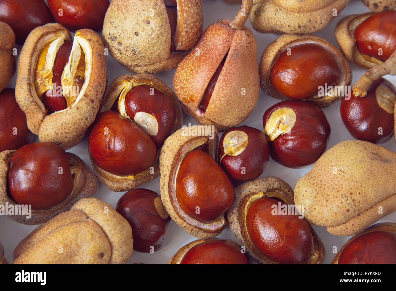 Horse chestnut conkers aesculus hi-res stock photography and images - Alamy