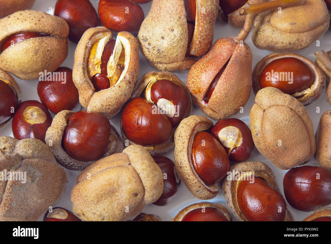 Studio shot of Horse chestnut conkers with their husks Stock Photo - Alamy