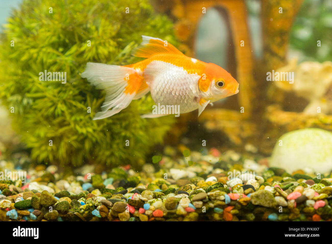 Goldfish in freshwater aquarium with green beautiful planted tropical ...