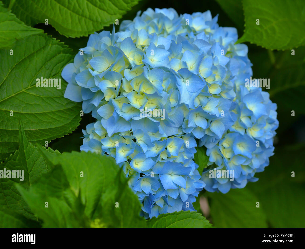 Hortensia hortensia macrophylla hi-res stock photography and images - Alamy
