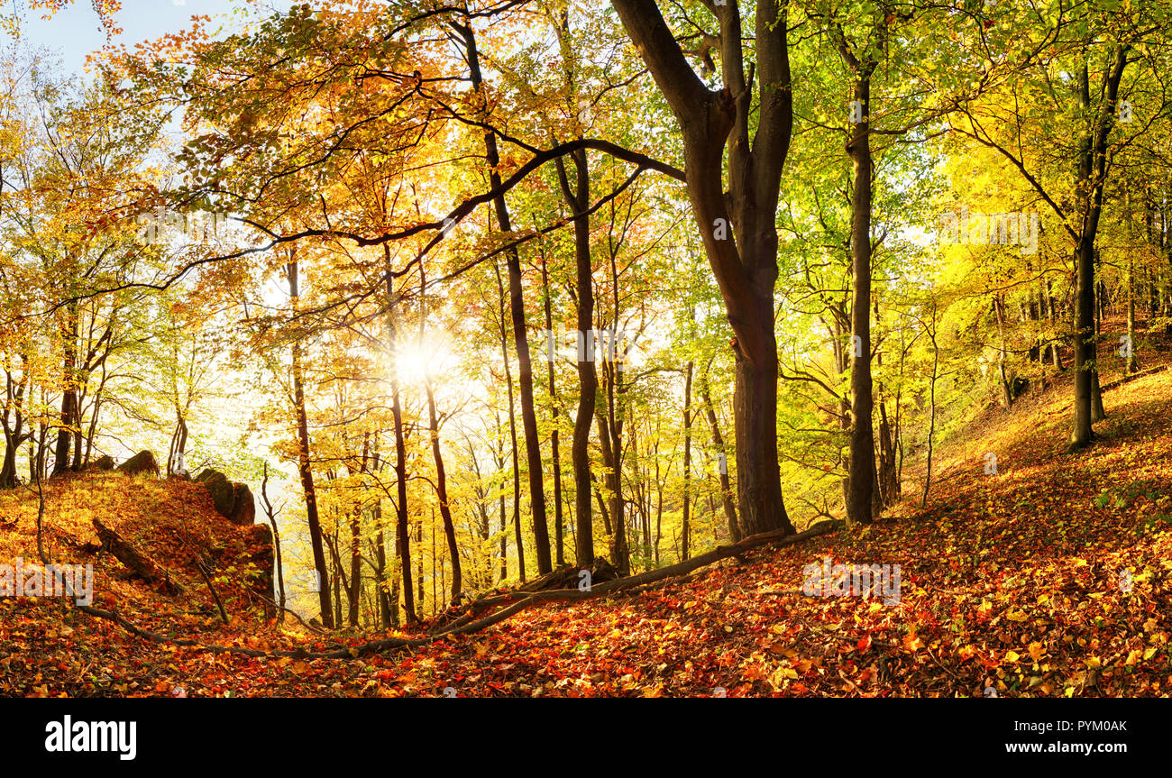 Warm autumn scenery in a forest, with the sun casting beautiful rays of ...