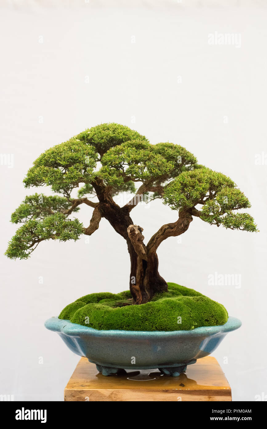 Japanese Bonsai Tree Art