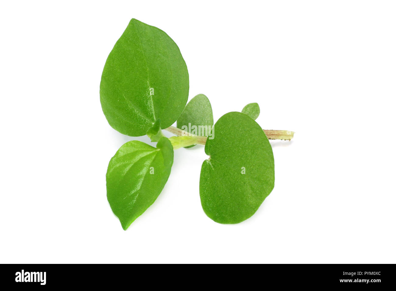 Piper stylosum or peperomia on white background Stock Photo - Alamy