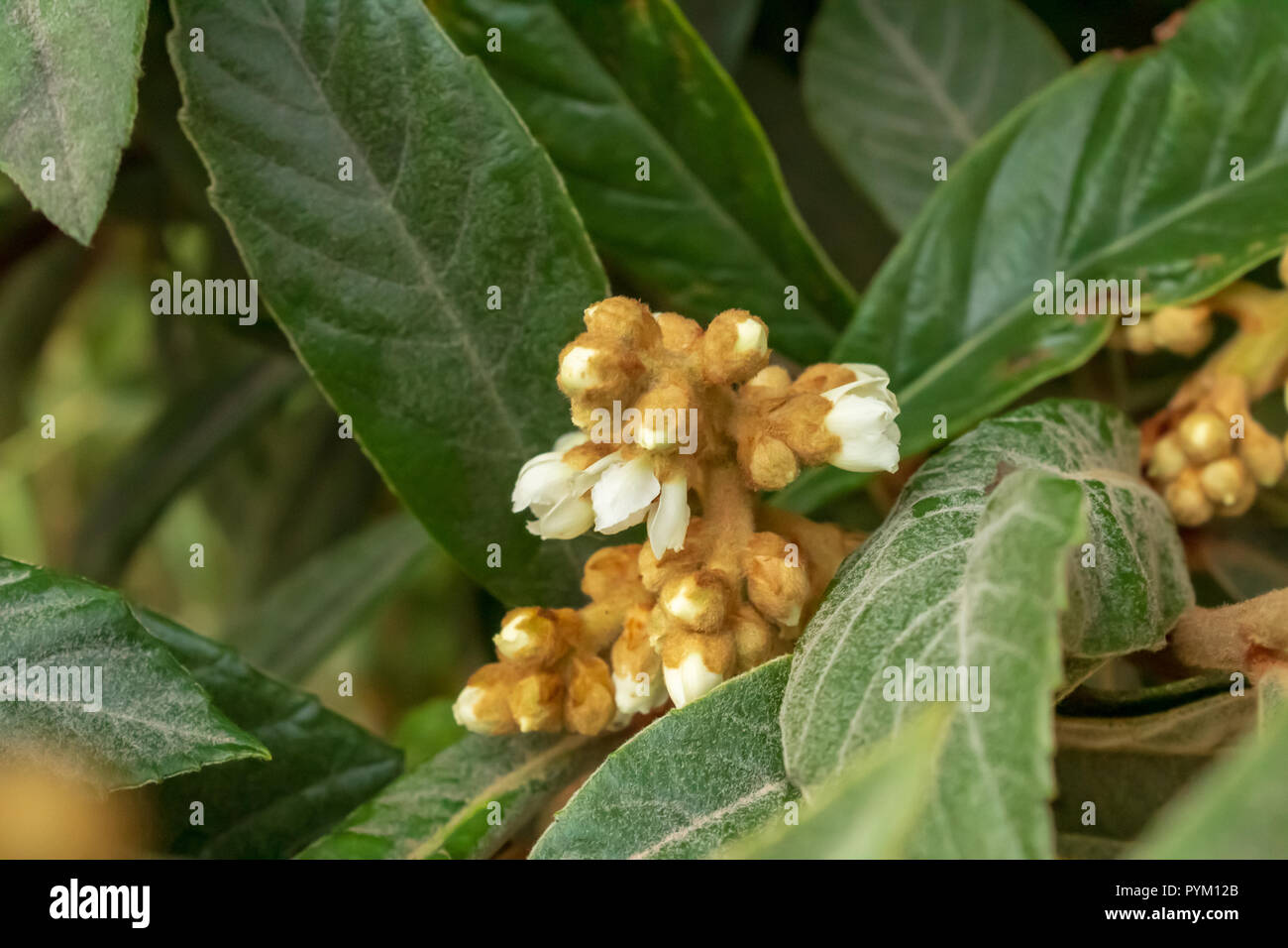 Loquat Medlar Fruit High Resolution Stock Photography and Images - Alamy