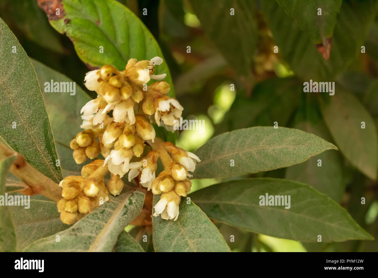 Loquat Medlar Fruit High Resolution Stock Photography and Images - Alamy