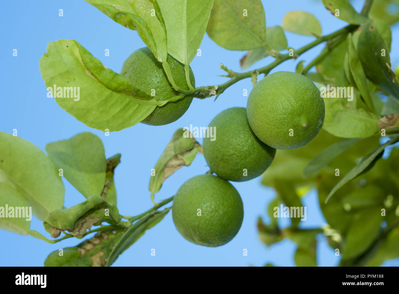 Branches Lime tree with fruits on the blue sky background Stock Photo ...