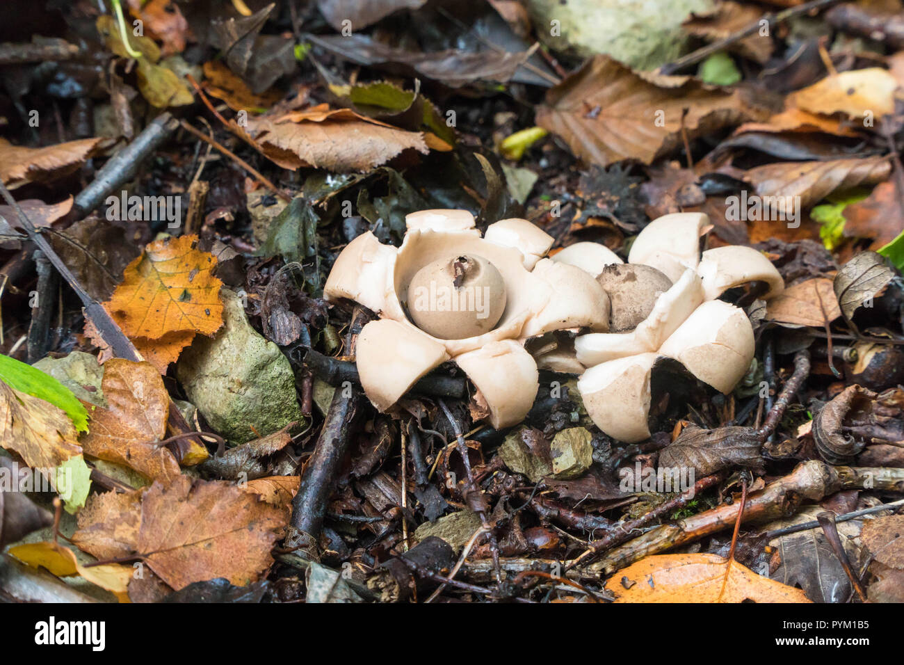 Geaster fungi hi-res stock photography and images - Alamy