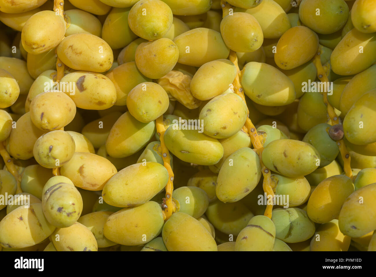 Closeup, Ripe yellow fruits dates on date palm. Background yellow ...