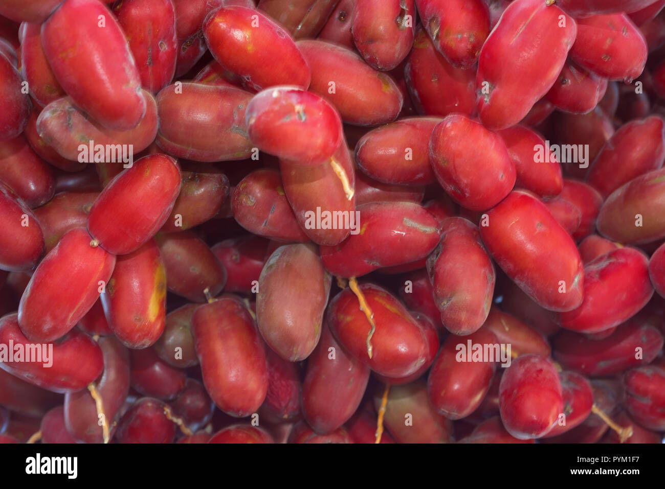Closeup, Ripe red fruits dates swaying to the wind on date palm ...