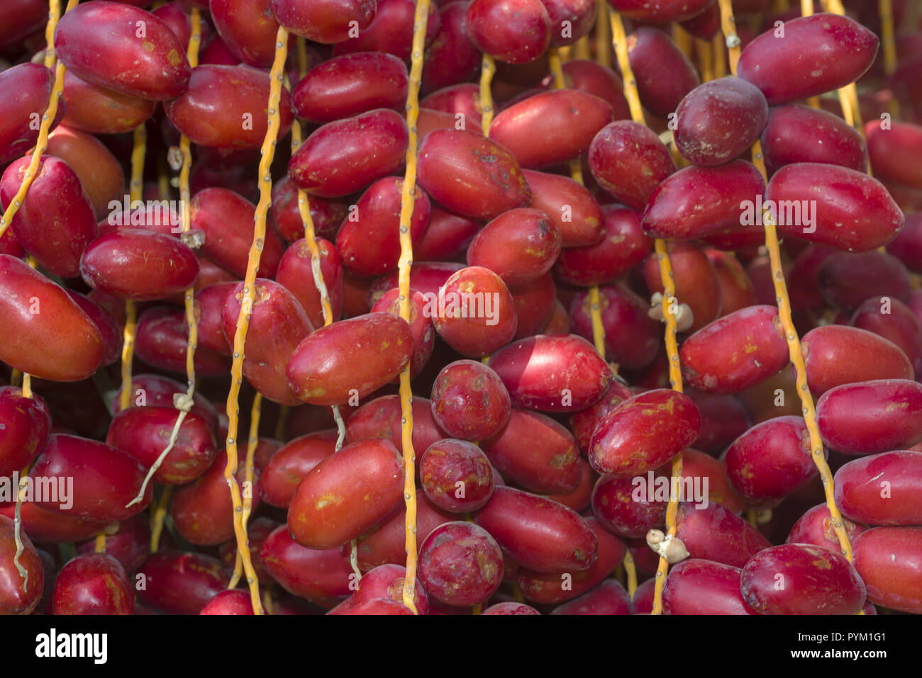 Closeup, Ripe red fruits dates swaying to the wind on date palm ...