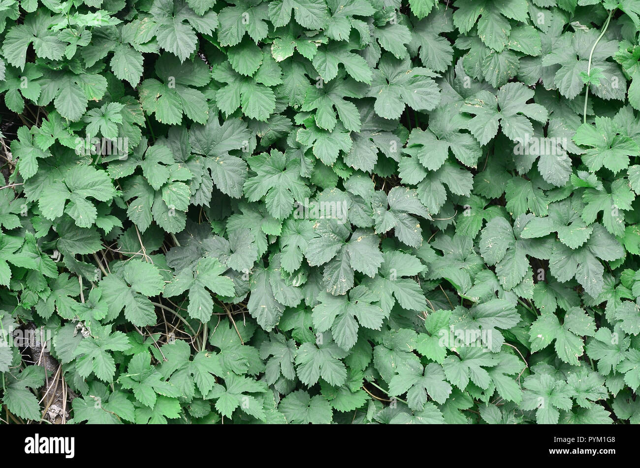 Green ivy grows along the beige wall of painted tiles. Texture of dense ...
