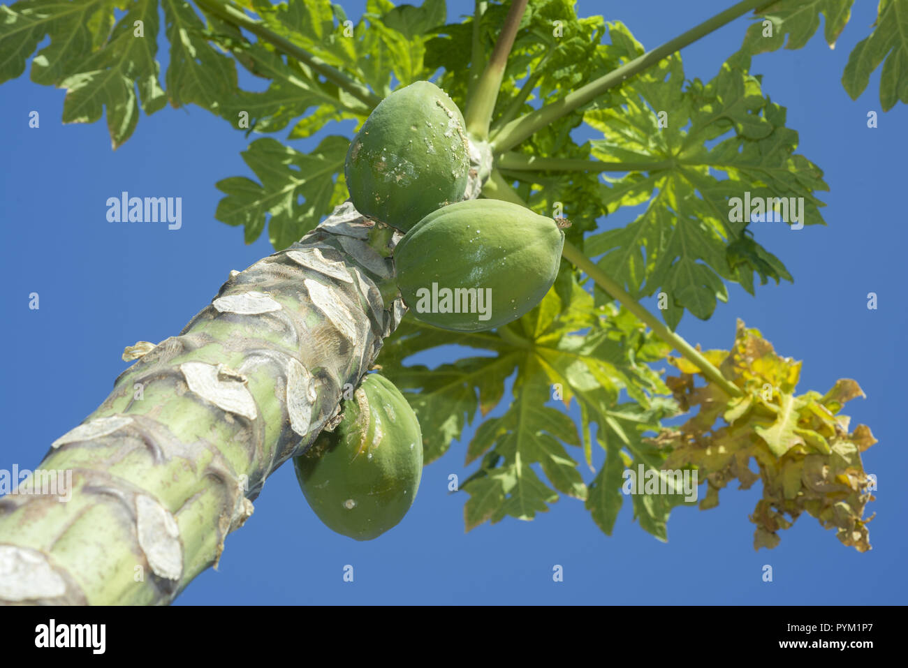 Pawpaw plant hi-res stock photography and images - Alamy