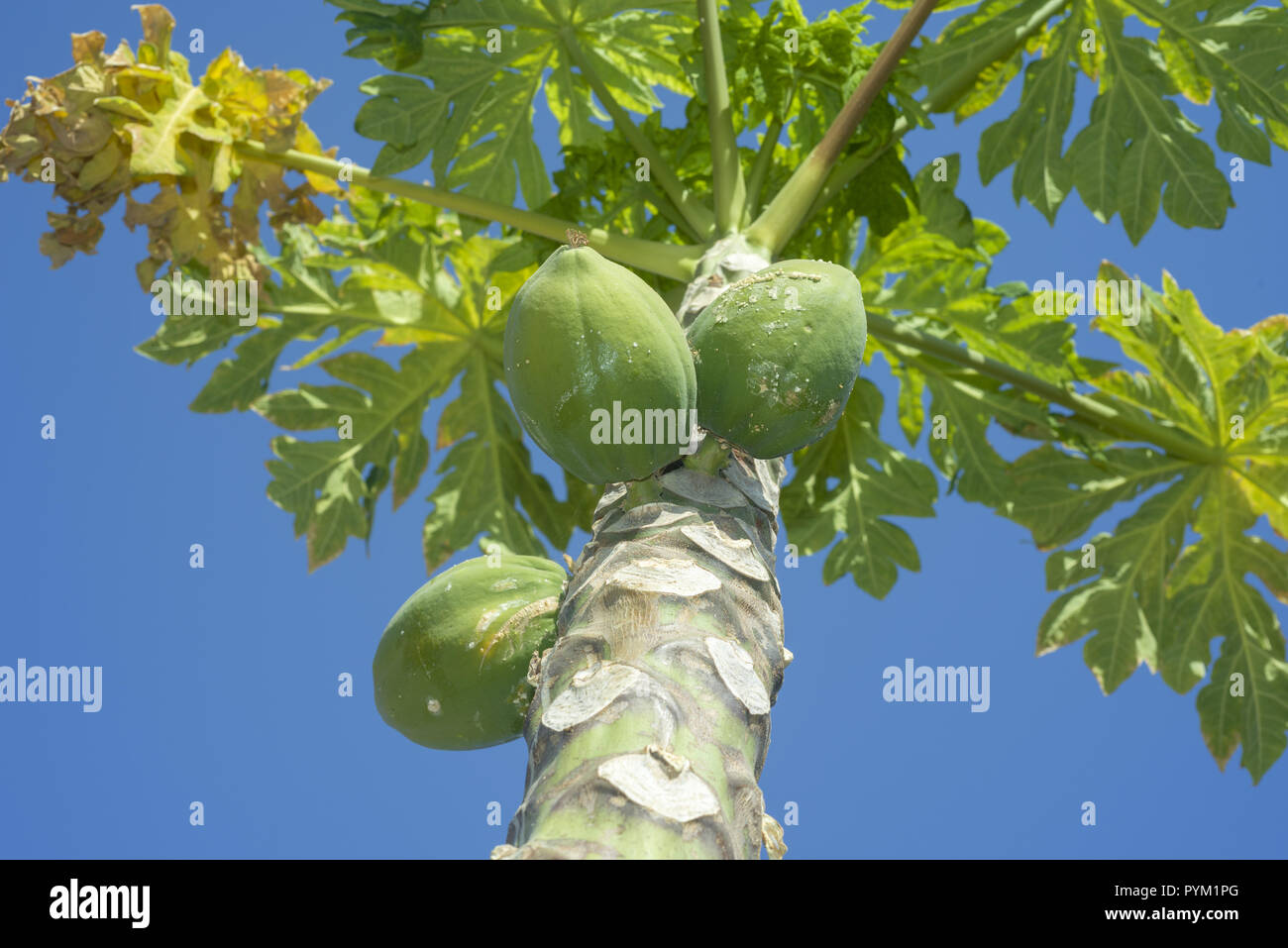 Pawpaw plant hi-res stock photography and images - Alamy