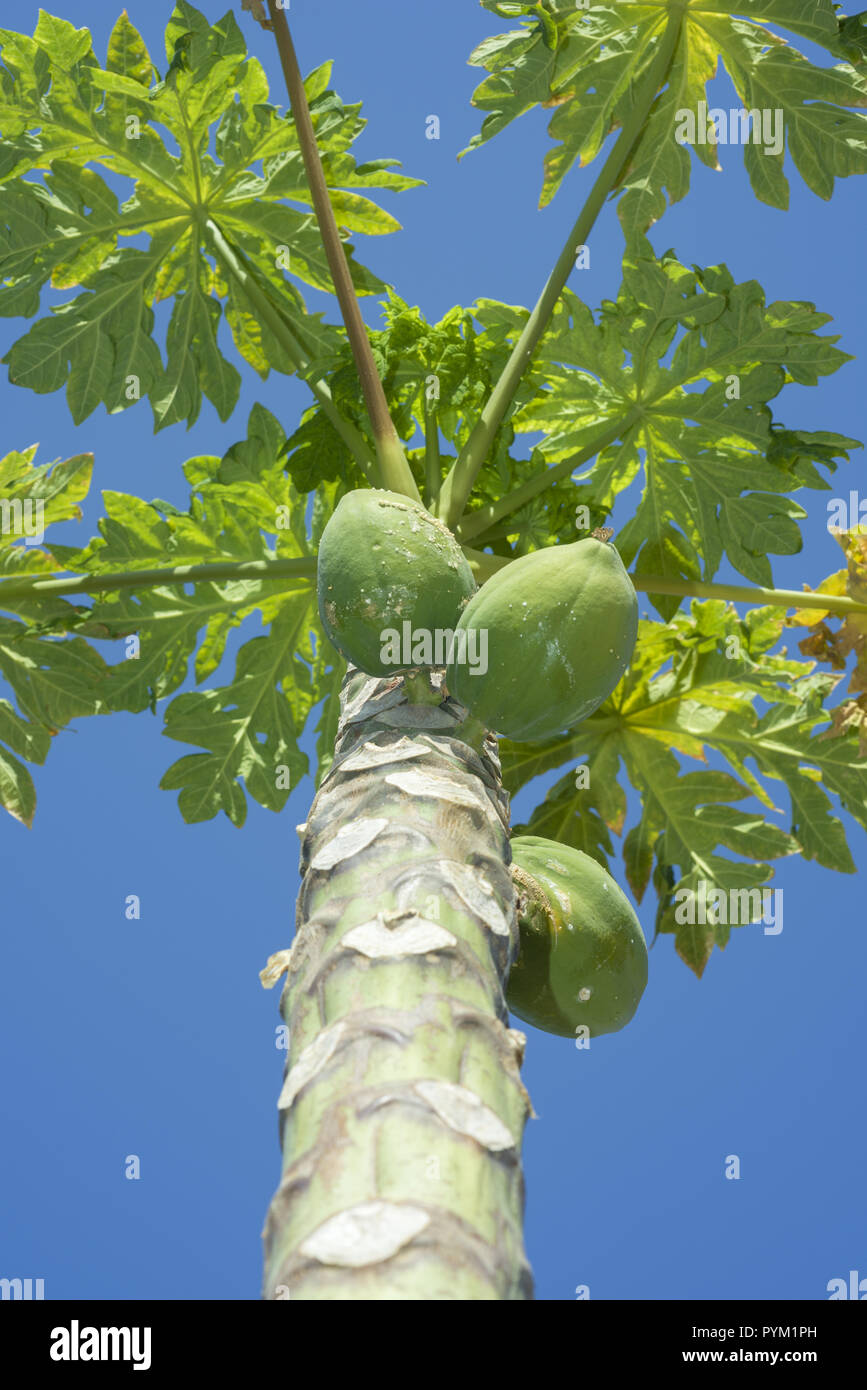 Pawpaw plant hi-res stock photography and images - Alamy