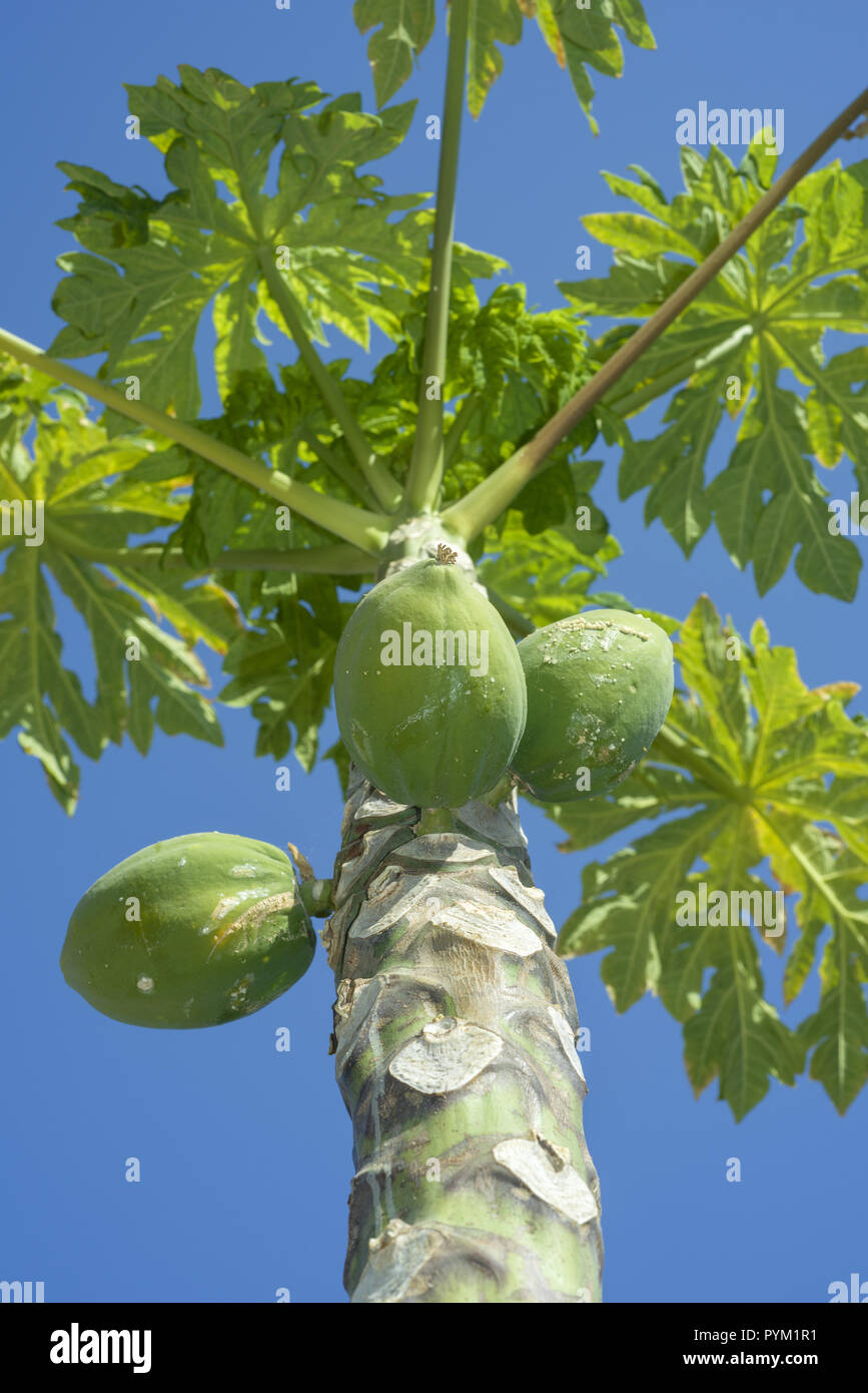 Pawpaw plant hi-res stock photography and images - Alamy