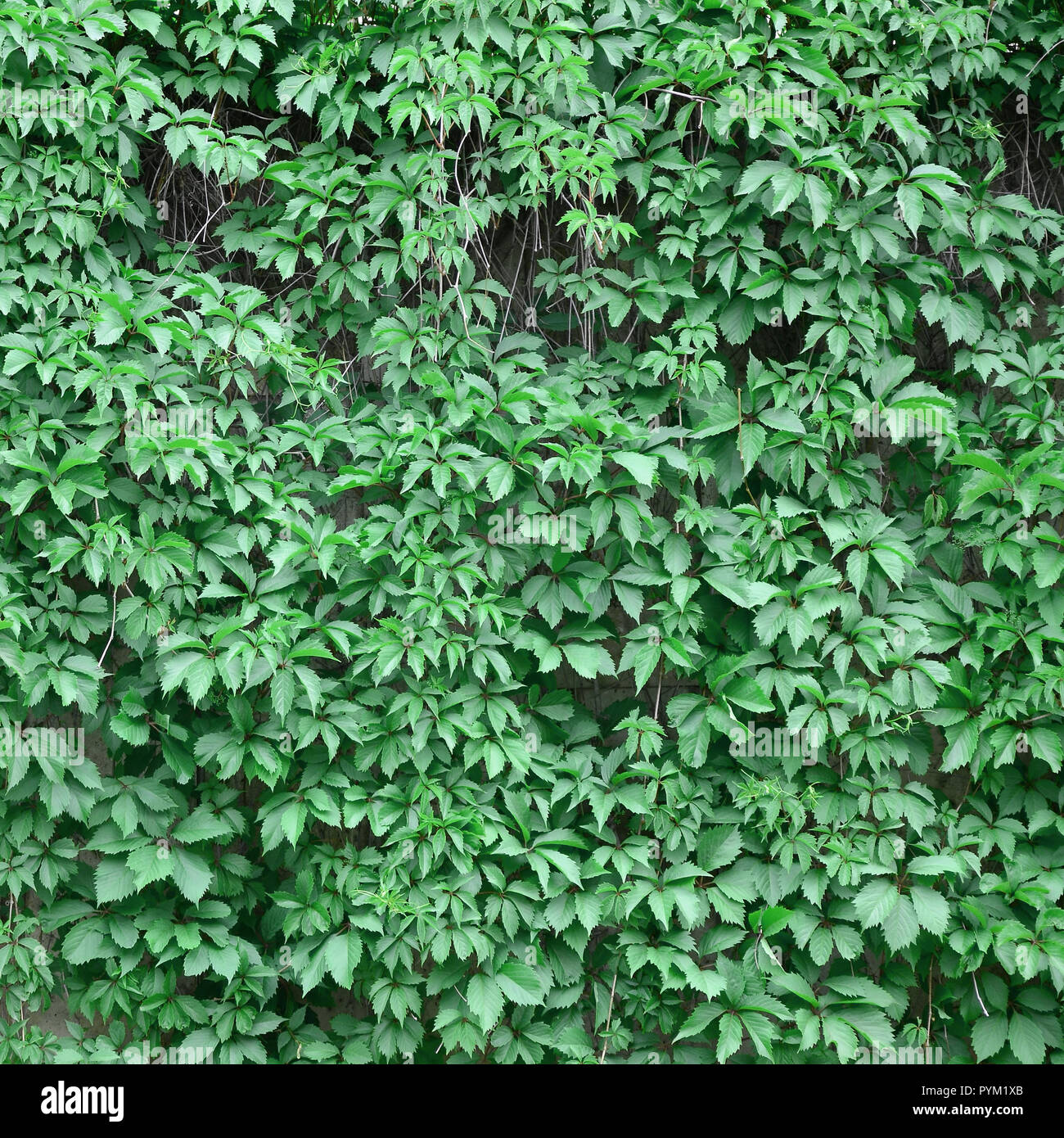 Green ivy grows along the beige wall of painted tiles. Texture of dense ...