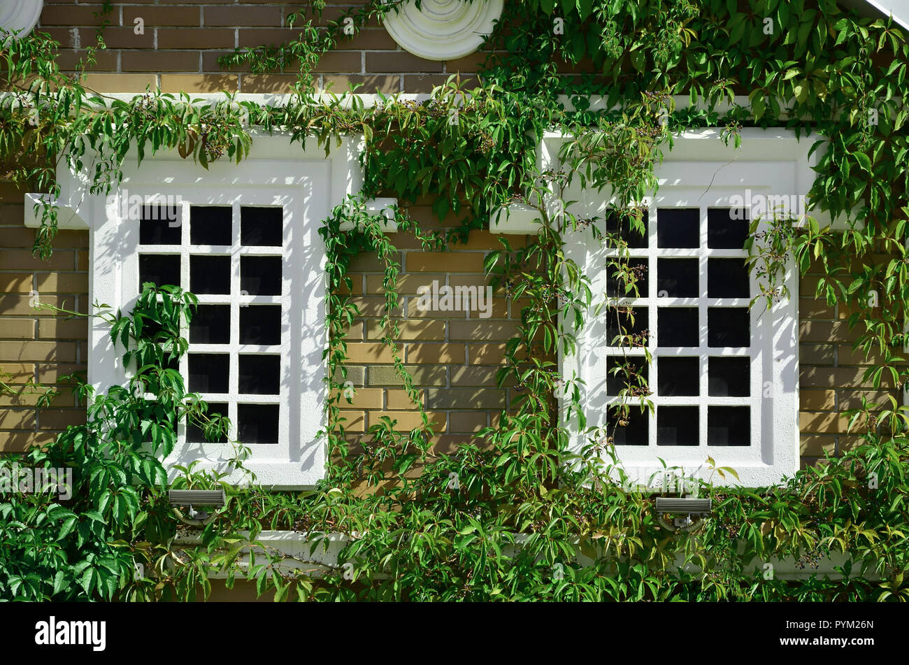 White window on green wall with climbing plant. Natural green leaf ...
